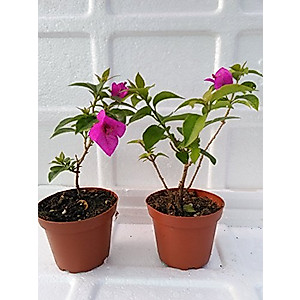 *Two Royal Purple Bougainvillea Plant -Indoors/Out or Bonsai/from Jmbamboo