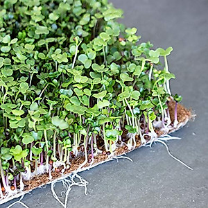 Pro Micro Jute Microgreens Grow Mats by Handy Pantry - 10x20 Inches for 1020 Growing Trays - Pack of 10 Pads - Hydroponic Grow Media for Micro Greens & Wheatgrass