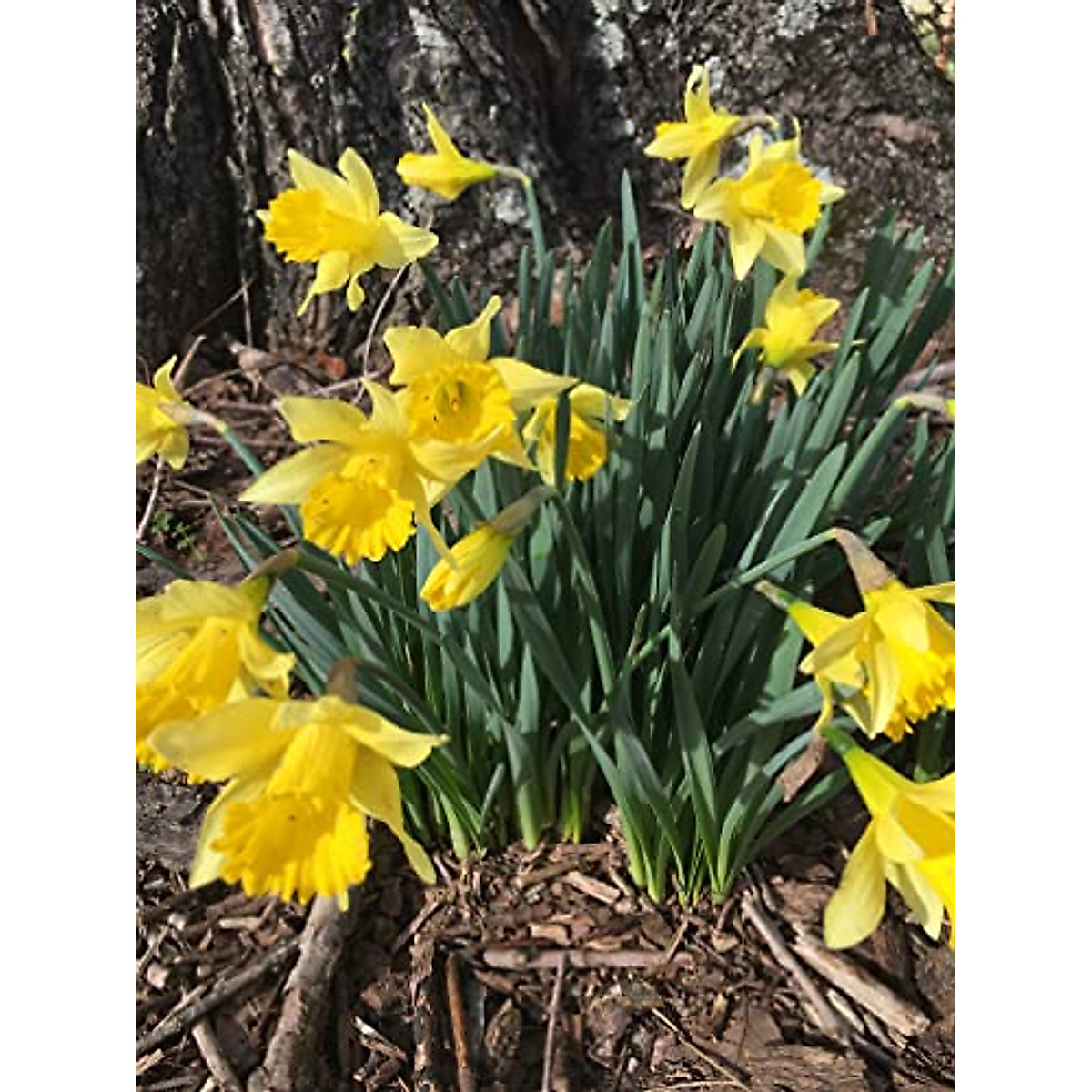 Dutch Master Daffodils (25 Bulbs) - Yellow Daffodil Narcissus Bulbs