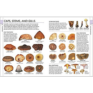 Mushrooms: How to Identify and Gather Wild Mushrooms and Other Fungi