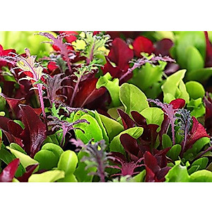 This is a Mix!!! 2000+ Seeds Microgreens Mix 40 Varieties - About 1 oz. - Superfood Seeds Heirloom Non-GMO Delicious Easy to Grow! from USA Fresh and Tested Seeds!