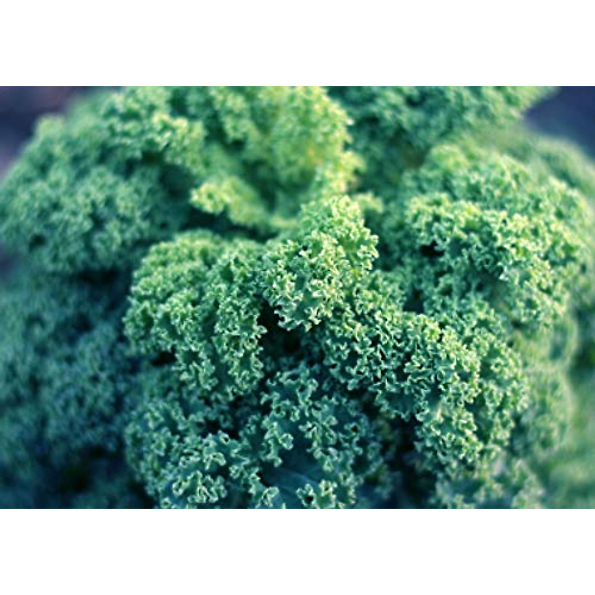 Dwarf Siberian Kale Seeds for Planting, 500+ Heirloom Seeds Per Packet, (Isla's Garden Seeds), Non GMO Seeds, Botanical Name: Brassica oleracea, Great Home Garden Gift