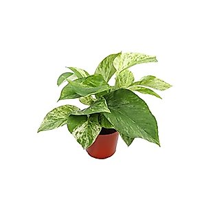 Marble Queen Pothos - 4" from California Tropicals