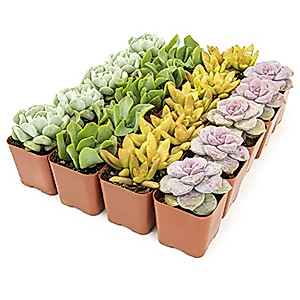 Succulents Plants Live (20PK) Potted Succulent Plants Live House Plants, Cactus Plants Live Plants Indoor Plants Live Houseplants, Indoor Plant Succulents Live Plant House Plant by Plants for Pets