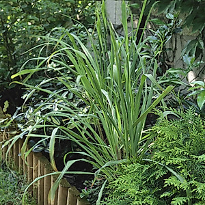 1000+ Lemongrass Plant Seeds - Non-GMO Lemongrass Herbs Seeds for Planting Garden, Indoor or Outdoor - Great Gift