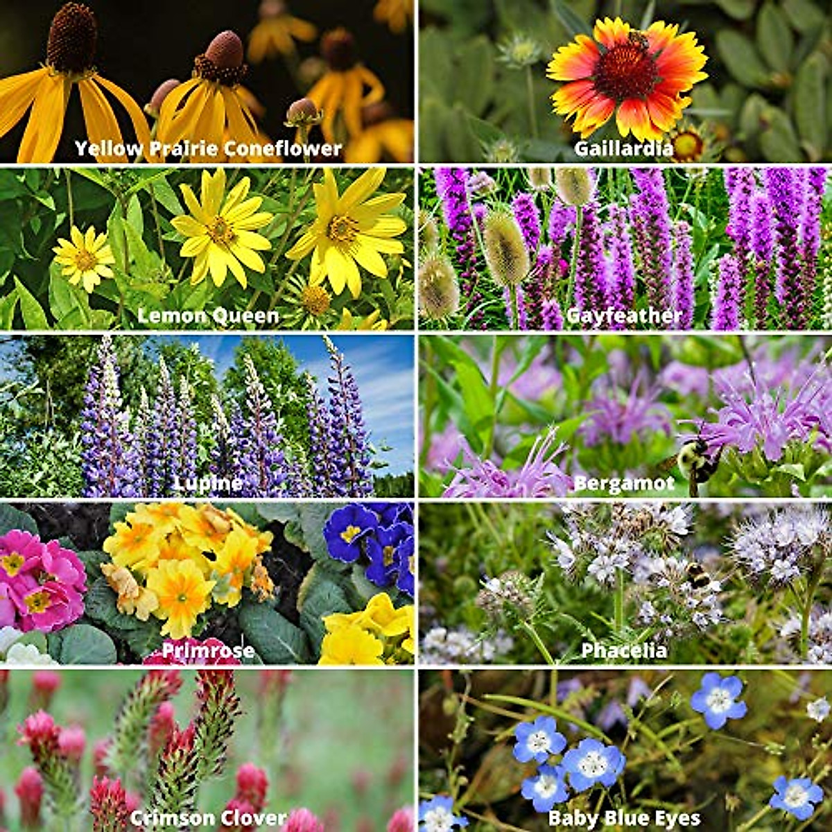 Package of 80,000 Wildflower Seeds - Save The Bees Wild Flower Seeds Collection - 19 Varieties of Pure Non-GMO Flower Seeds for Planting Including Milkweed, Poppy, and Lupine