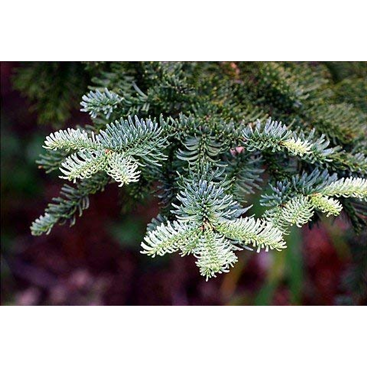 Noble Fir Seeds for Planting| 20+ Seeds | Grow Evergreen Trees