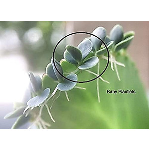 Cozy Garden / 3 Mother of Thousands / Medium Size / Live Plant / Bare Root