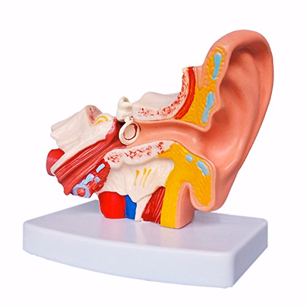 Doc.Royal Human Professional Desktop Ear Joint Simulation Model Medical Anatomy PVC Plastic Type DR-XF-102