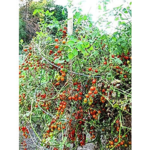 30+ Sweet Pea Currant Tomato Seeds, Heirloom Non-GMO, Extra Sweet and Heavy-Yielding, Low Acid, Indeterminate, Open-Pollinated, Long Season, Super Delicious, from USA