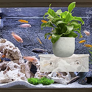 GANAZONO 1 Set Plant Support Plant Shelf Bonsai Stand Indoor Plant Pot Clear Plant Pot Wall Mount Floating Shelf Suction Cup Pot Racks Practical Plant Holders Suction Cup Plant Holders