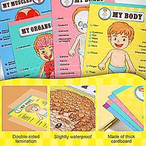 Human Body Educational Learning Posters Body Parts Learning Wall Chart for Kids Cartoon Anatomy Chart Educational Poster Preschool Kindergarten Teaching Supplies, Classroom Decoration, 17 x 11 Inch