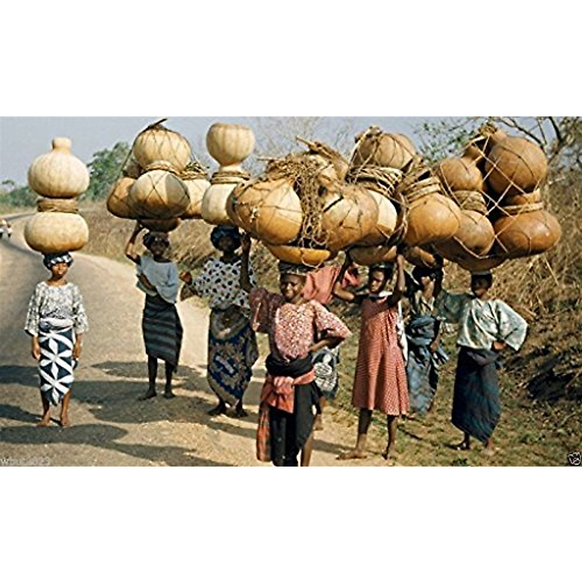 Bushel Basket Gourd Seeds,Fruit up to 100 lb,Make large baskets and decorations.(25 Seeds)