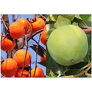 10+ Persimmon Tree Diospyros Hachiya Fruit Seeds Tall Potted Plant Great Tasting Fruit