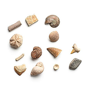 Dig a Dozen Fossil Bricks - Break Open 12 Bricks and Discover 12 Unique Real Fossils - Archaeology Science STEM Gift