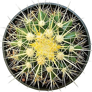 SUCCULENTS BOX | Unique Collection of Live Cactus Plants, Golden Barrel Cactus (2'' + Clay Pot), Hand Selected, Rare Varieties for Gift or Home Decoration