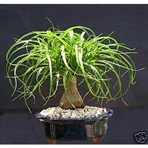 SKG INC.'s PonyTail Palm Bonsai