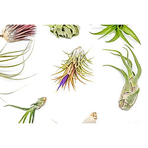 Grab Bag Pack Small & Medium Air Plants - Fertilizer Packet - Wholesale - Bulk - Live Tillandsia - Easy Care House Plant - Succulents, 10 Count (Pack of 1)