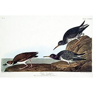 Purple Sandpiper. From"The Birds of America" (Amsterdam Edition)