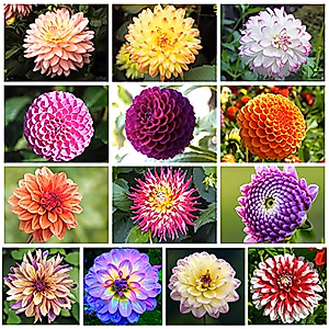 300+ Mix Dahlia Seeds Compound Petals Multi-Color, Beautiful Annual Outdoor Garden Potted Plants Non-GMO Dahlia for Planting Dahlia Pinnata Seeds