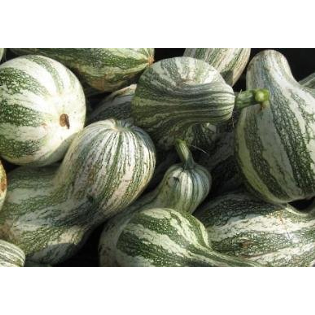 Green Striped Cushaw Pumpkin Seeds, (Crookneck Winter Squash) 25 Heirloom Seeds Per Packet, Non GMO Seeds, Botanical Name: Cucurbita argyrosperma, Isla's Garden Seeds