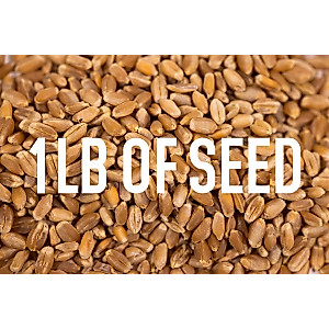 Cali Kiwi Pros Organic Cat Grass for Indoor Cats & Pets-Wheat Grass & Cat Grass Seeds for Digestion and Hairballs - Non-GMO -16 oz