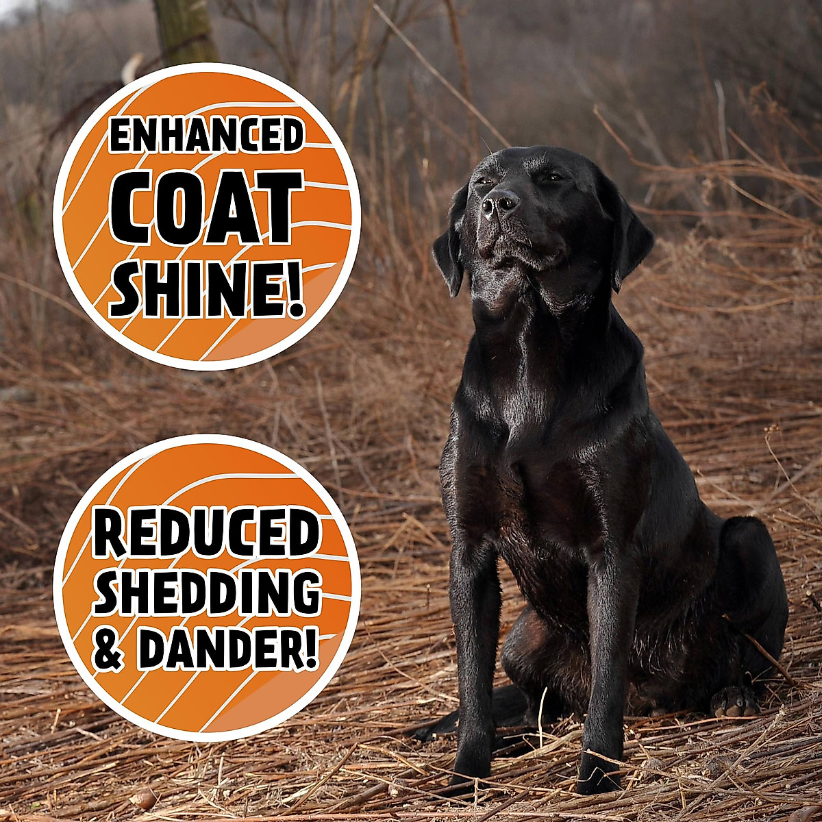 DogBone Wild Alaskan Fish Oil for Dogs 32 oz | Salmon Oil for Dogs | Dog Fish Oil | Omega 3 for Dogs | Dog Joint Supplement | Dogs Vitamins and Supplements | Salmon Oil for Dogs Skin and Coat