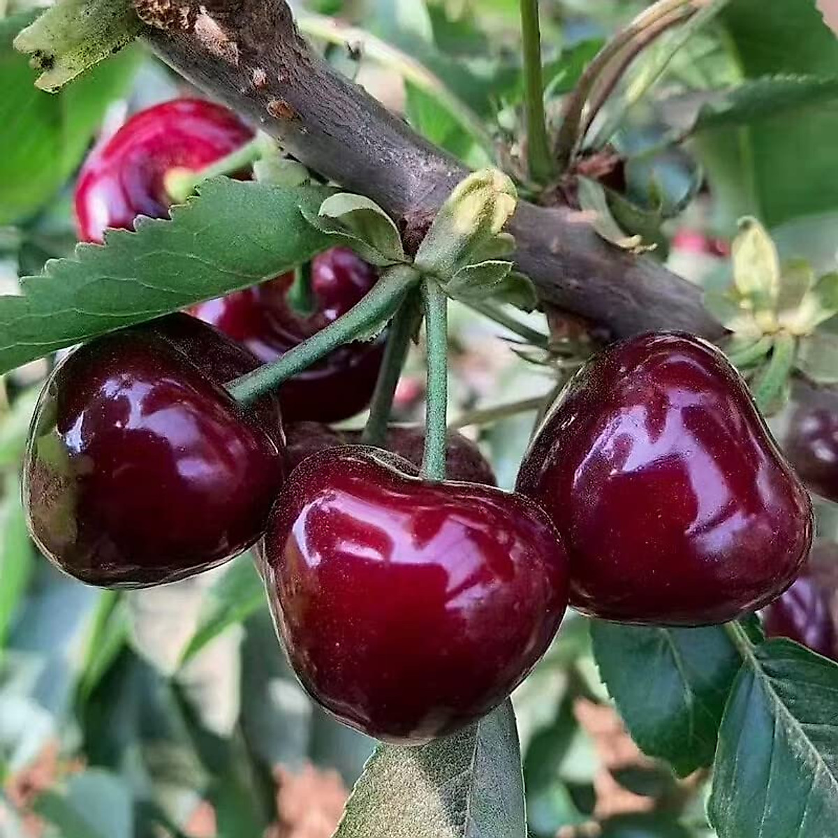 Black Cherry Fruit Tree Live Plant Seeding, 15-17inch Height -Prunus serotina, Great for Home and Garden Yards Planting