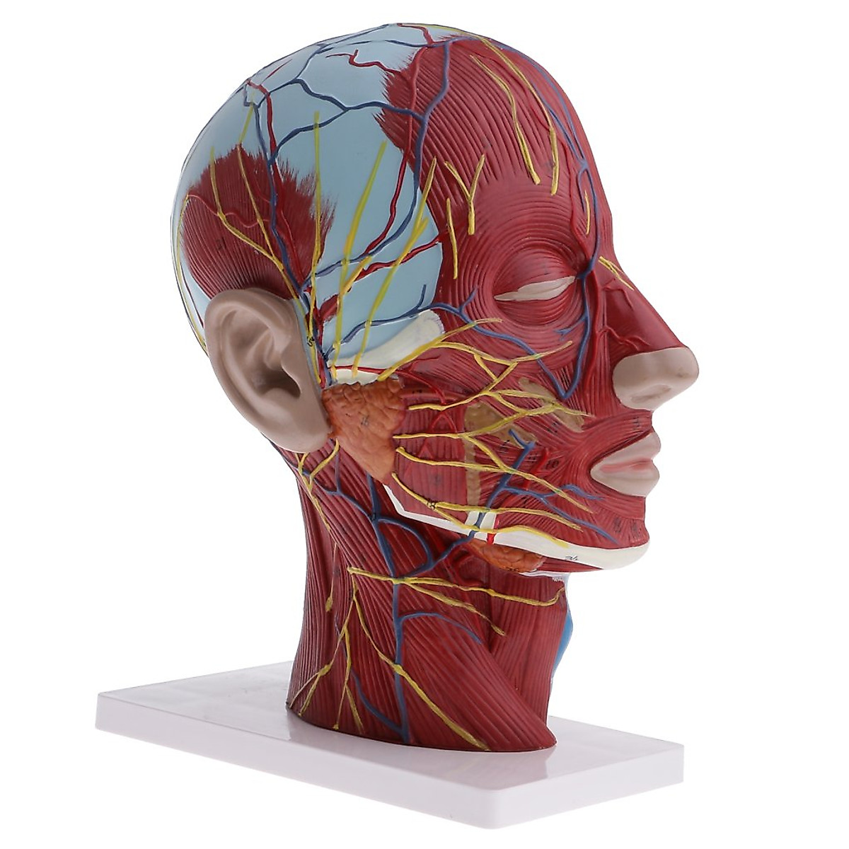 SM SunniMix Median Section of 1:1 Human Head & Neck Superficial Muscle Nerve Model Kit