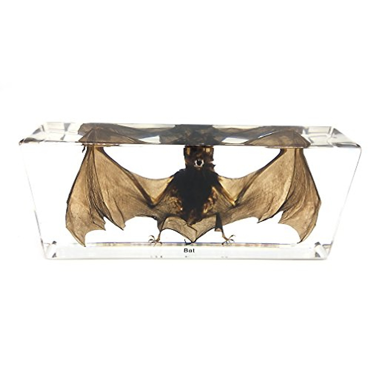 X-Large Taxidermy Real Bat Specimens Science Classroom Specimen for Science Education（7.9x3.6x1.6 inch）