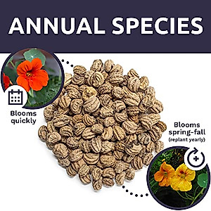 Sweet Yards Seed Co. Nasturtium Seeds – Mixed Colors – Extra Large Packet – Over 200 Open Pollinated Non-GMO Flower Seeds – Tropaeolum majus