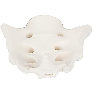 Axis Scientific Human Sacrum Bone Model | Cast from a Real Human Sacrum Bone Specimen | Coccyx Has Natural Mobilty | Includes Product Manual