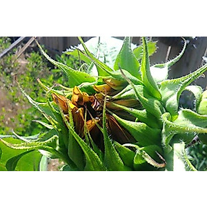 Sunflower Seeds for Planting 50 Pcs Seeds Rare Multi Color Garden Seeds Sunflowers