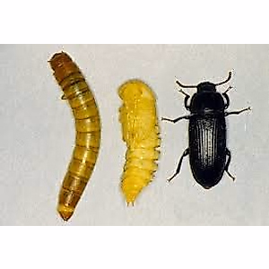 The Mad Jungle TM 100 Live Large 2 Inch Superworms Live Arrival Guaranteed