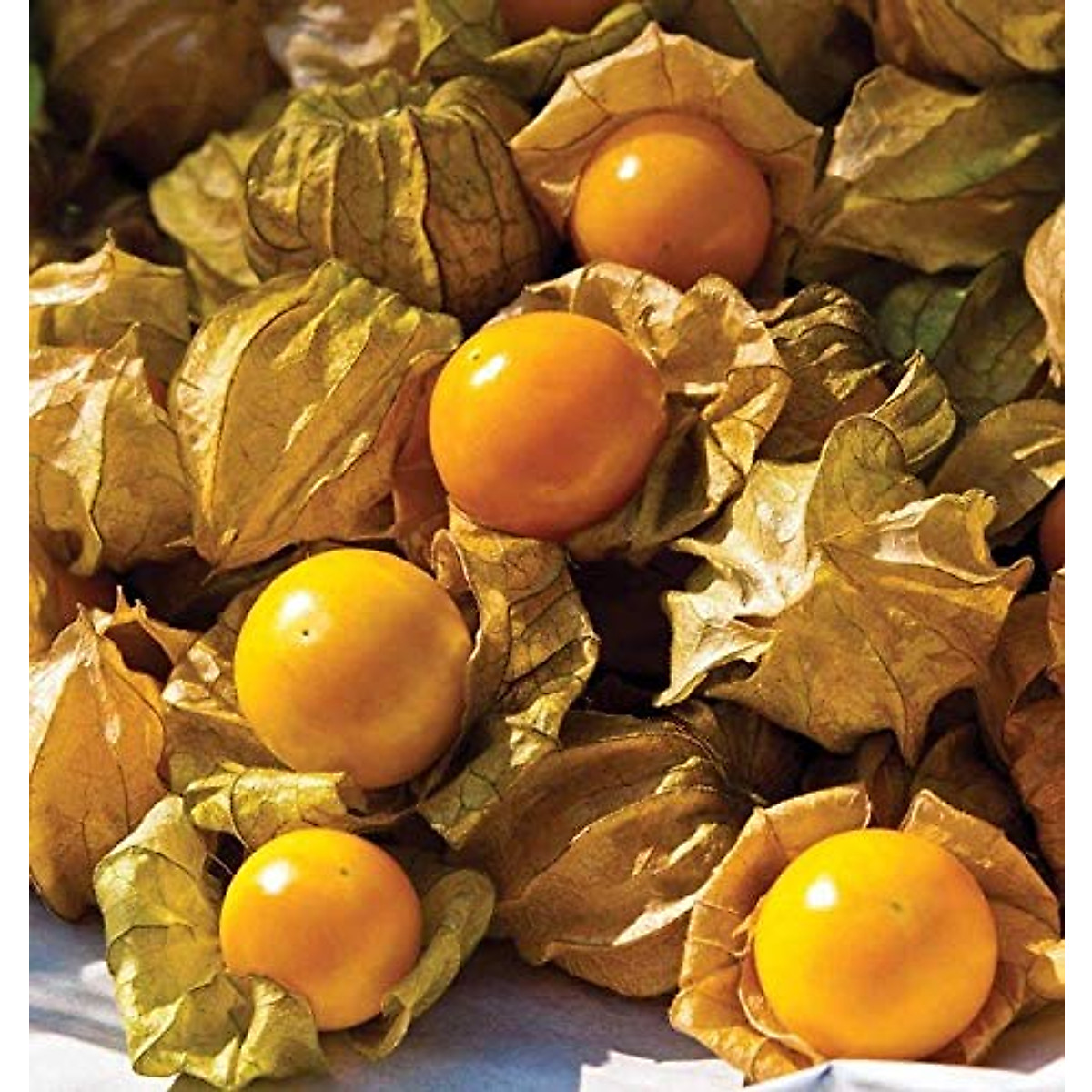 Cape Gooseberry Ground Cherry Seeds - Hundreds of Fruit on Each Plant. (100 - Seeds)