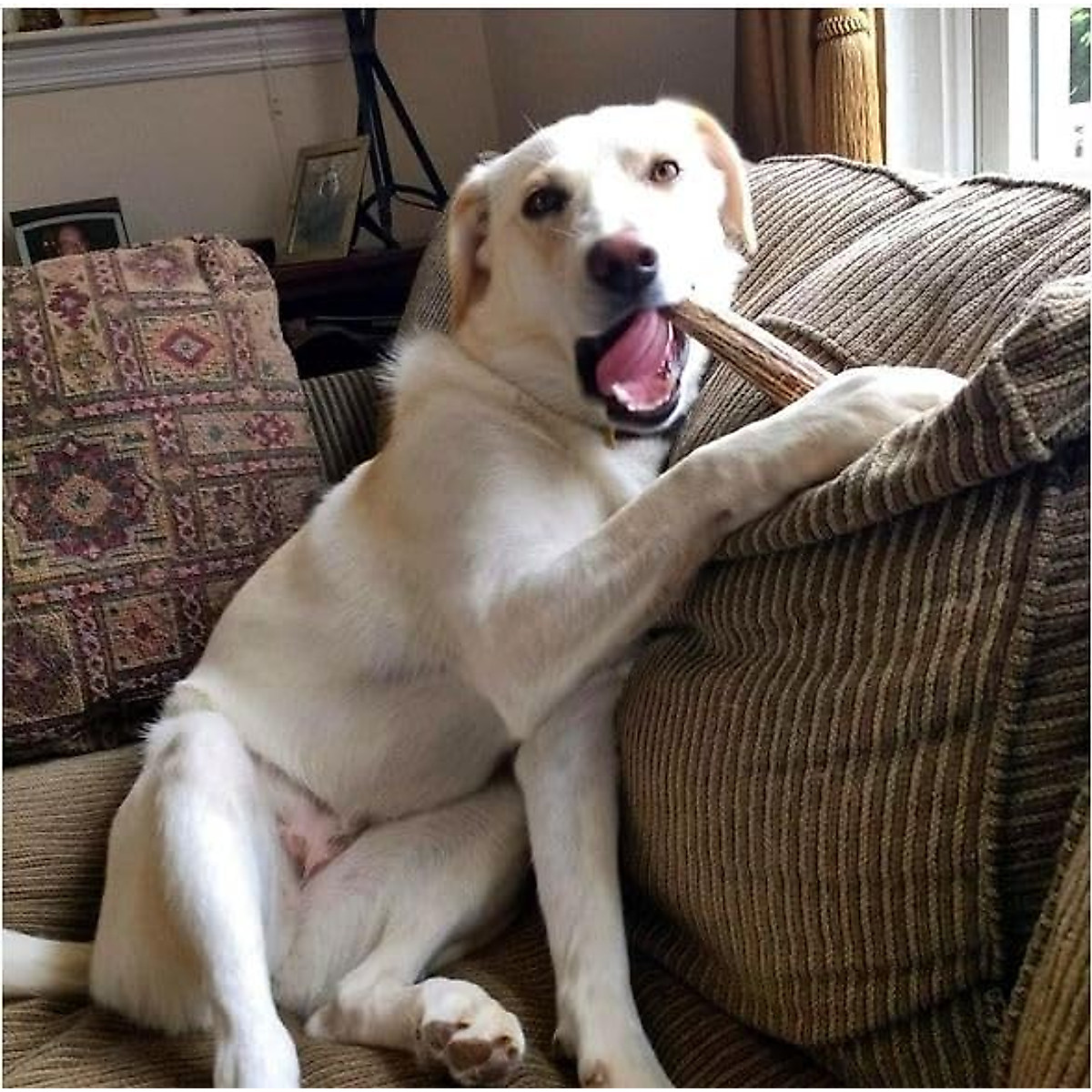 Powder Hound Pet Co. Elk Antler Dog Chew, Great for Aggressive Chewers, All-Natural, Premium A/#1 Grade Elk Antlers, Naturally Shed in USA, Cruelty Free Dog Bones, Will Not Splinter (Large)