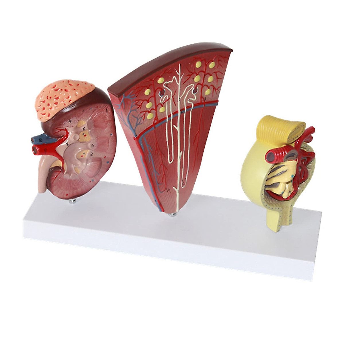 Human Anatomy Kidney Model, glomerular Model Anatomical Biology Learning Set, Urinary System Anatomy Ornaments, Used in School Hospital Teaching Display Laboratory