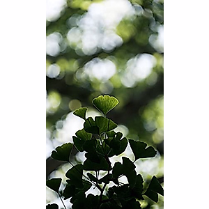 Jurassic Ginkgo | Tree Seed Grow Kit | The Jonsteen Company