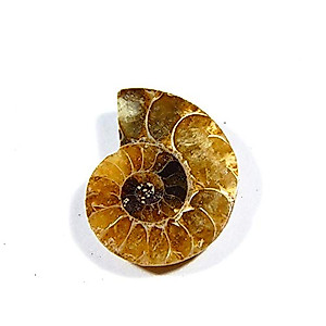 XUETZALCOATL Skandah Sudarshan Shaligram 1.5cm - 2.5cm from Kali Gandaki 1 pcs