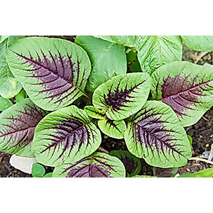 1000 Red Stripe Green Leaf Amaranth Seeds for Planting Chinese Spinach Heirloom Non GMO 2 Grams of Seeds Lu Hsien Garden Vegetable Bulk Survival Amaranthus
