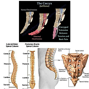 FOMI Extra Thick Firm Coccyx Orthopedic Memory Foam Seat Cushion | Black Large Cushion for Car or Truck Seat, Office Chair, Wheelchair | Back Pain Relief (Black)