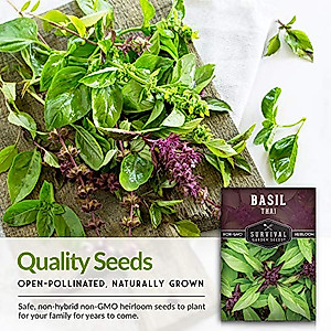 Survival Garden Seeds - Thai Basil Seed for Planting - Packet with Instructions to Plant and Grow Asian Basil Indoors or Outdoors in Your Home Vegetable Garden - Non-GMO Heirloom Variety - 1 Pack