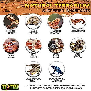 Exo Terra Glass Terrarium Kit, for Reptiles and Amphibians, Mini Wide, 12 x 12 x 12 Inches, PT2600A1