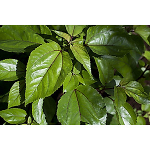 Mamaki Tea - **Mauifarmacy Grown**