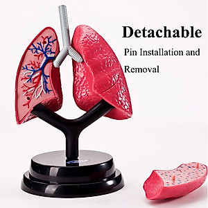 HIRNER Model Teaching Model Realistic Lung Anatomy Model Removerable Human Internal Organ Anatomy Model Medical Teaching Learning Aids for Teaching