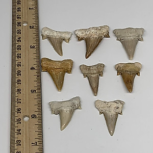 8 Pieces Lot, 47.3g, 1.1"- 1.4" Small Natural Fossilized, Fossils Fish Shark Tooth, Shark Teeth from Morocco,B12750