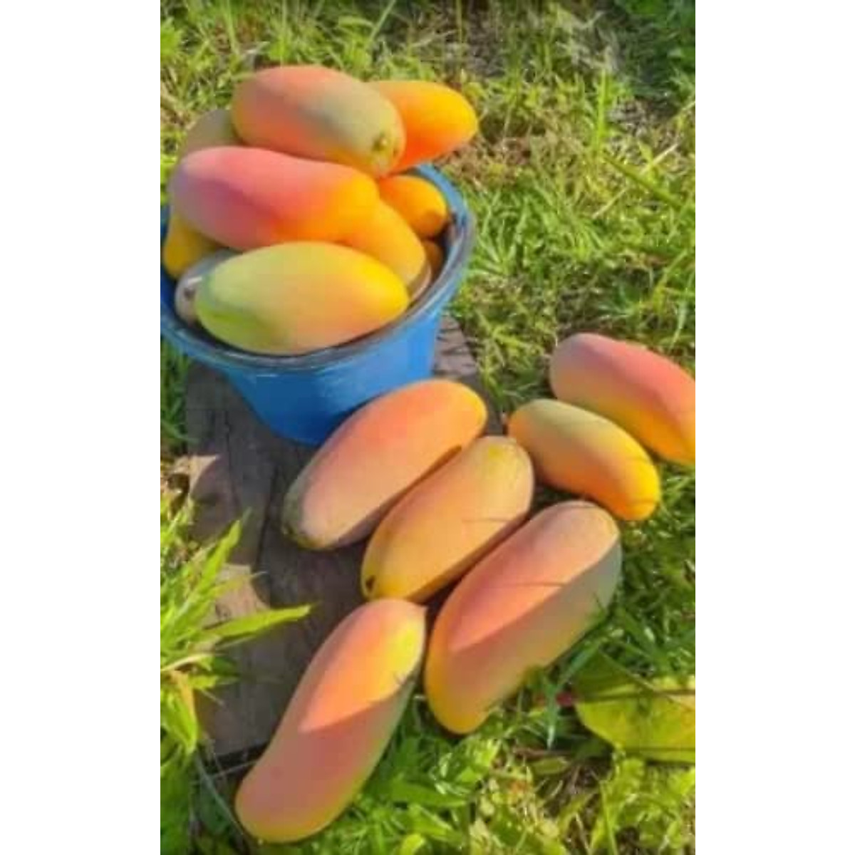 Mango Fruit Tree Seeds for Planting, Sweet Flavor