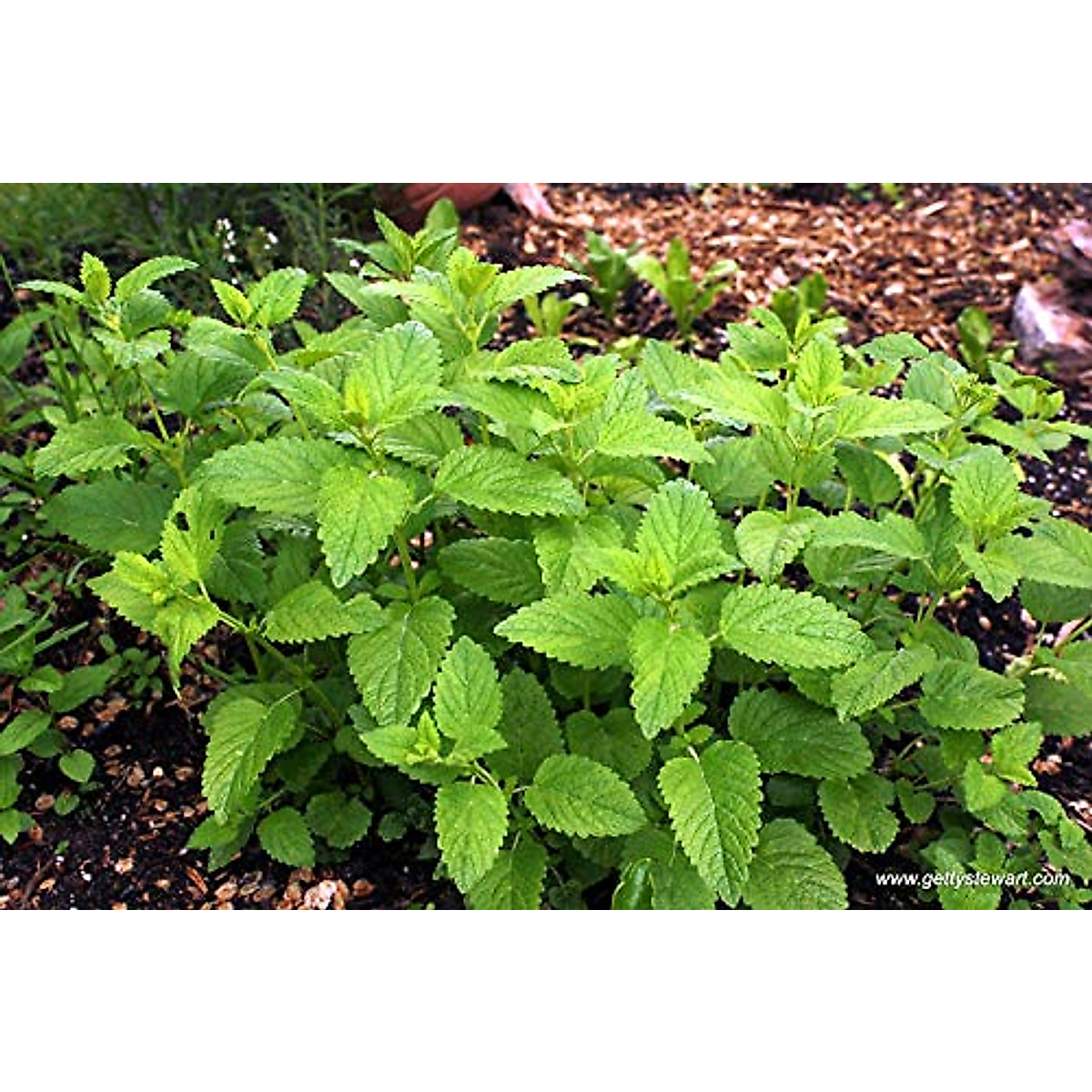 Gaea's Blessing Seeds - Lemon Balm Seeds - Non-GMO Seeds with Easy to Follow Planting Instructions - 92% Germination Rate Melissa Officinalis