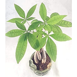 Money Tree Bonsai - Frog Ceramic Pot Unique from Jmbamboo