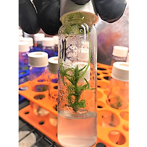 Cannabis Cloning Tissue Culture Media Pre Mixed - Ready to Use